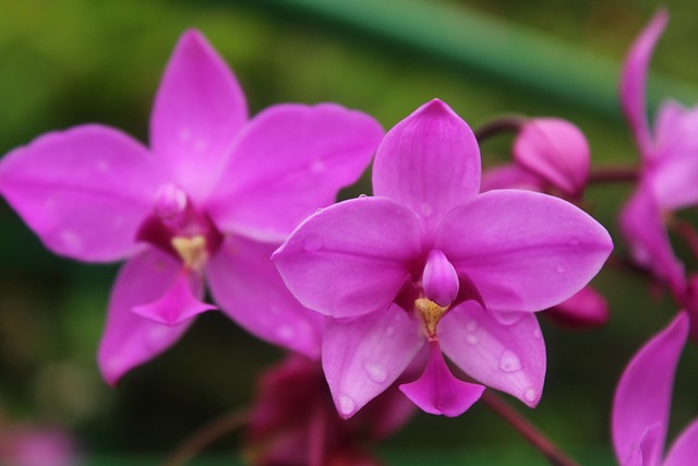 Çiçek Orkide Bloom - Pixabay'de ücretsiz fotoğraf - Pixabay