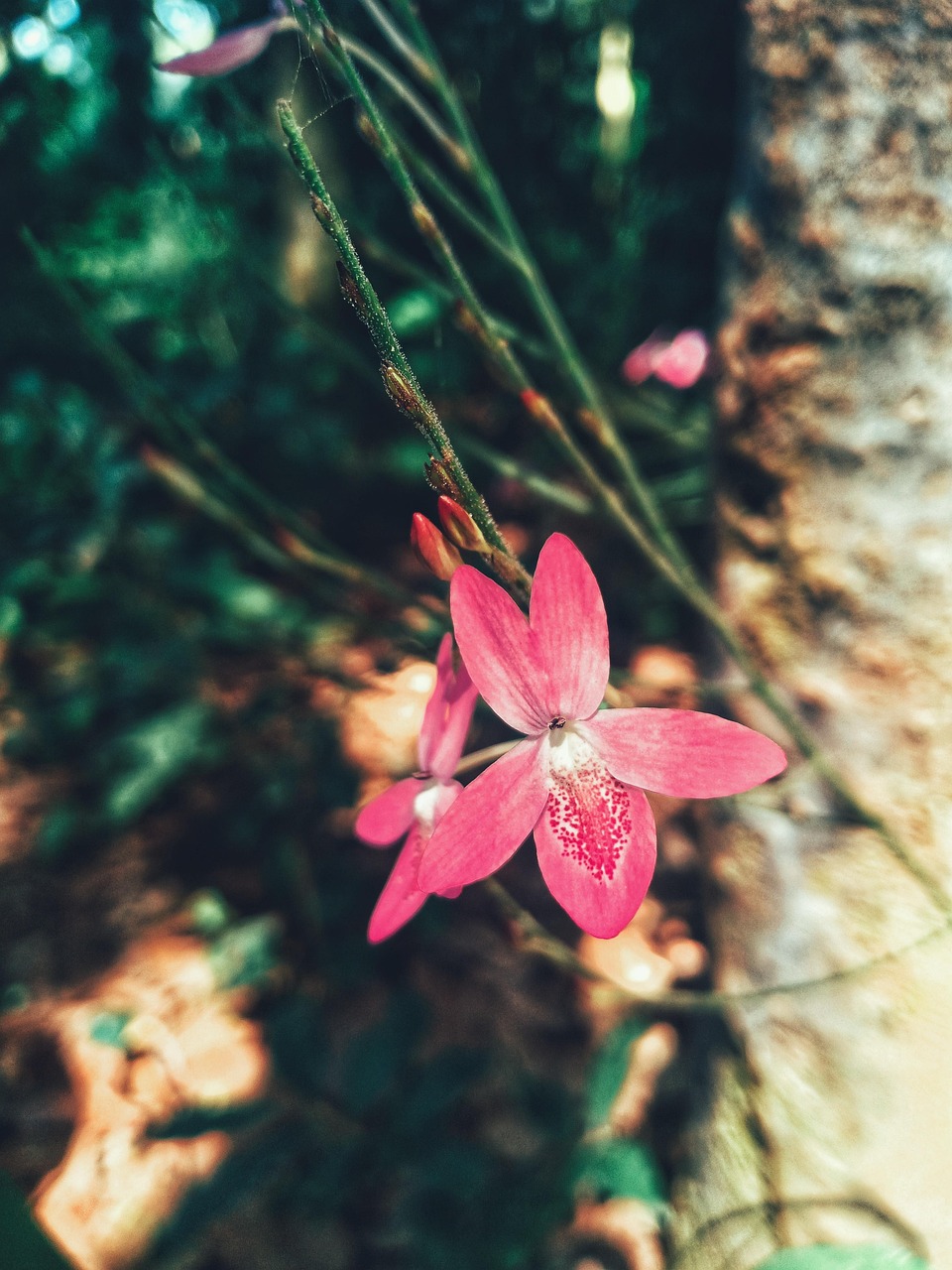 Wildblumen Landschaft Natur - Kostenloses Foto auf Pixabay - Pixabay