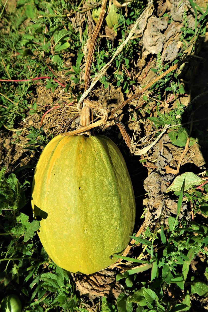 Pumpkin Vegetable Food - Free photo on Pixabay - Pixabay