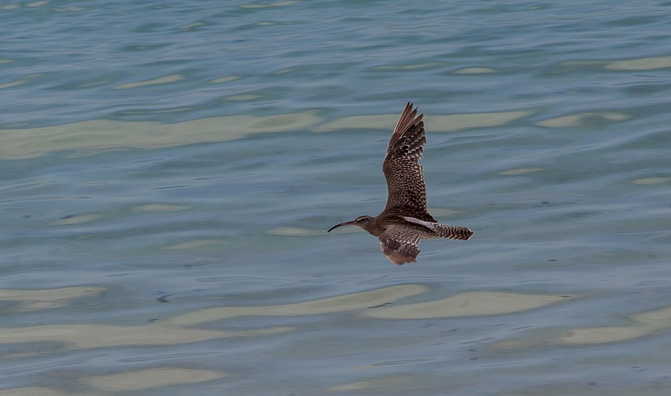Curlew In Flight Bird - Free photo on Pixabay - Pixabay