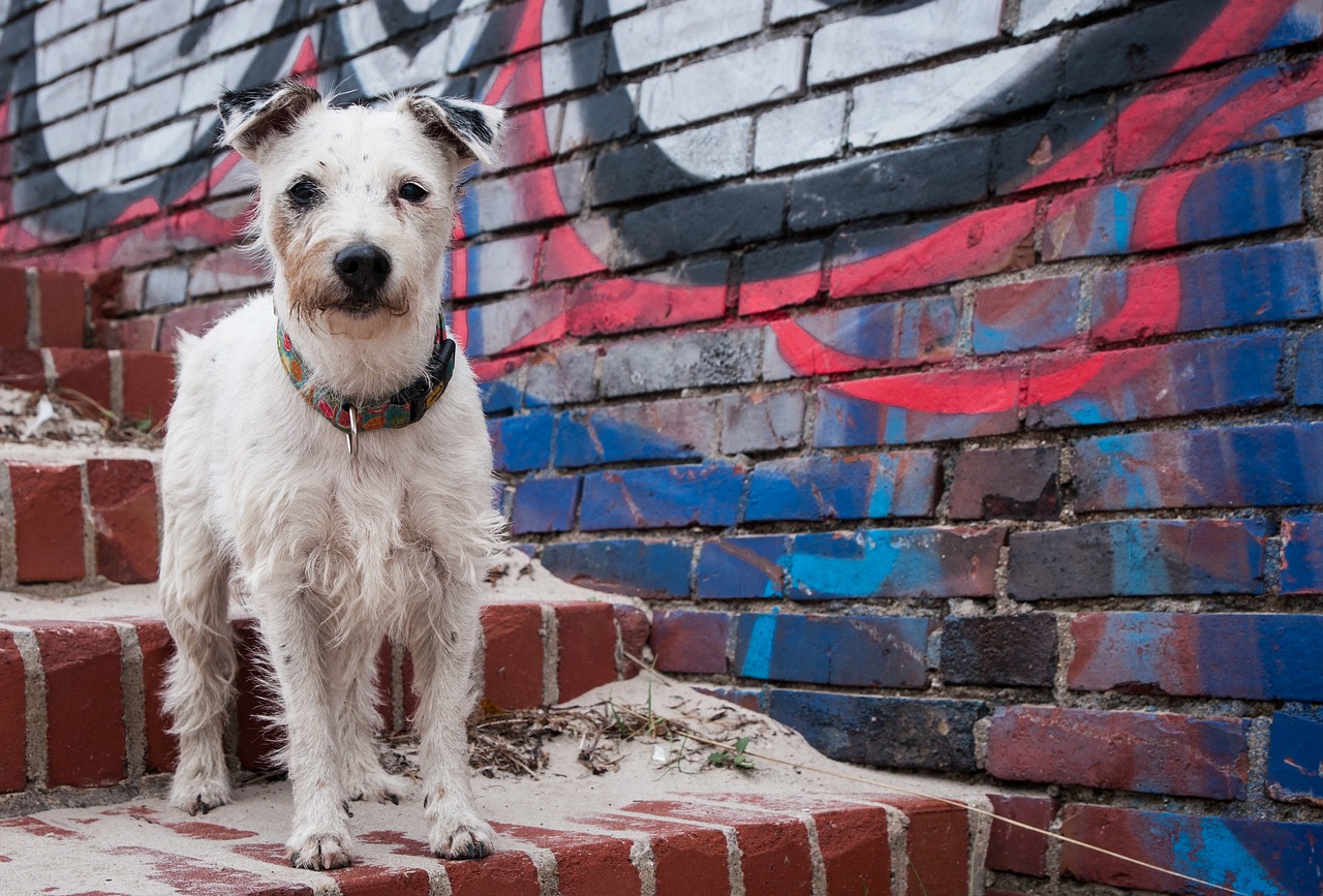 Dog Urban Graffiti Domestic - Free photo on Pixabay