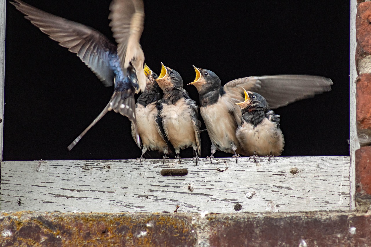 100,000+ Free Swallow Bird & Swallow Images - Pixabay