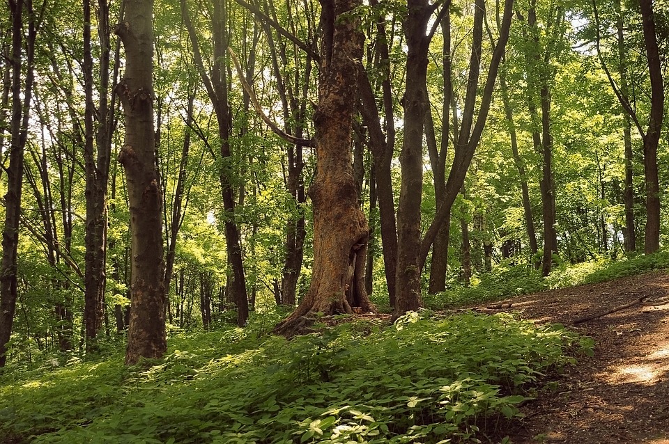 Wald Baum Bäume - Kostenloses Foto auf Pixabay - Pixabay
