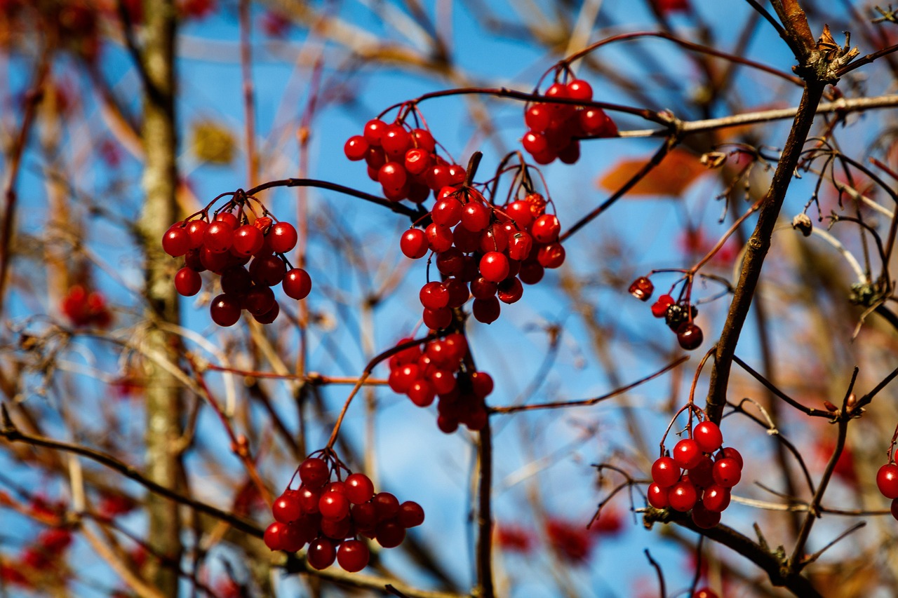 Viburnum Beeren Herbst - Kostenloses Foto auf Pixabay - Pixabay