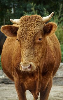 10+ Free Limousin Cattle & Cattle Images - Pixabay