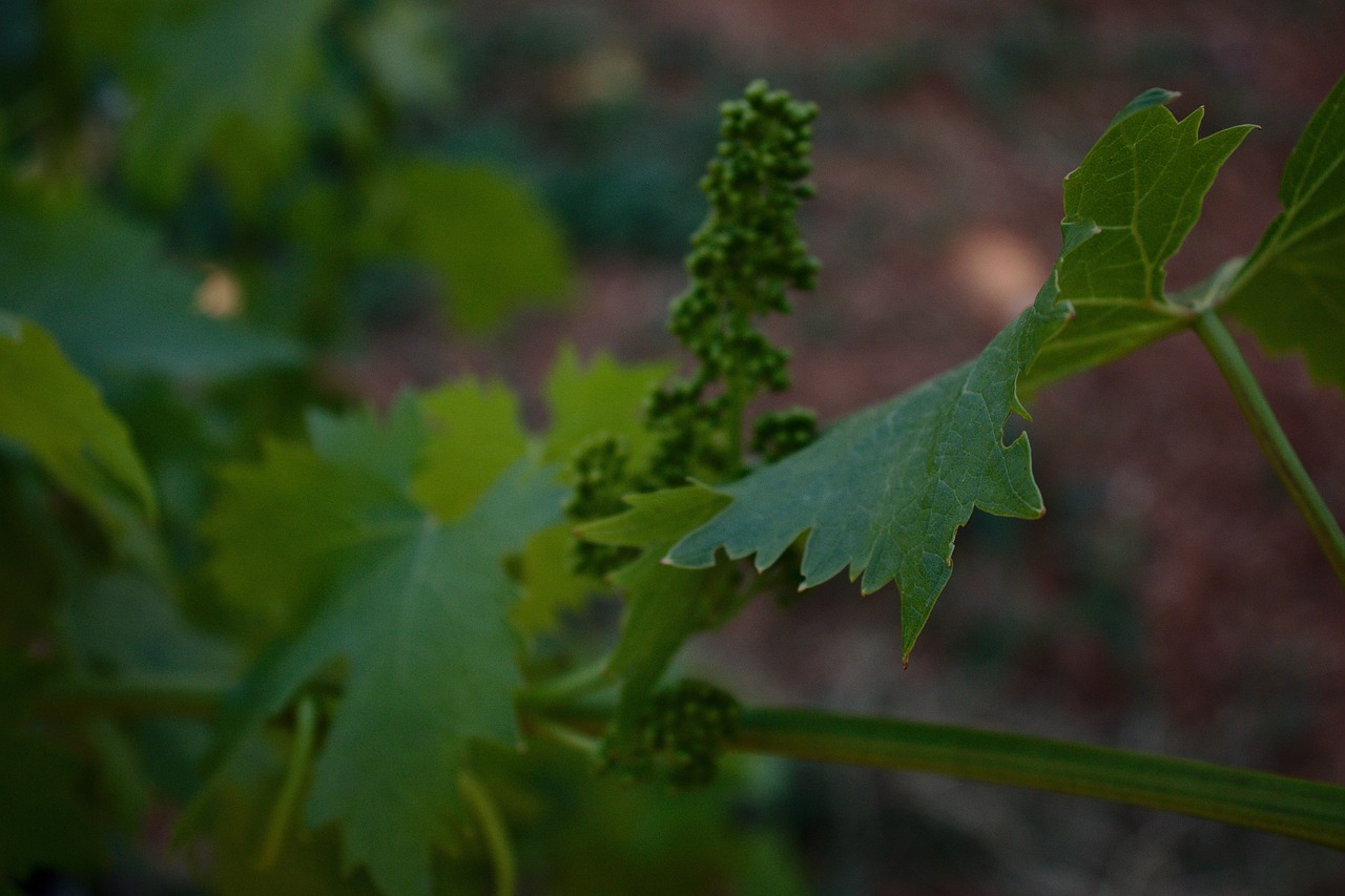 Las Uvas Hojas Vino - Foto gratis en Pixabay
