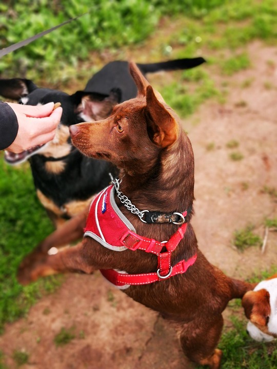 Dog Pets Animal - Free photo on Pixabay - Pixabay