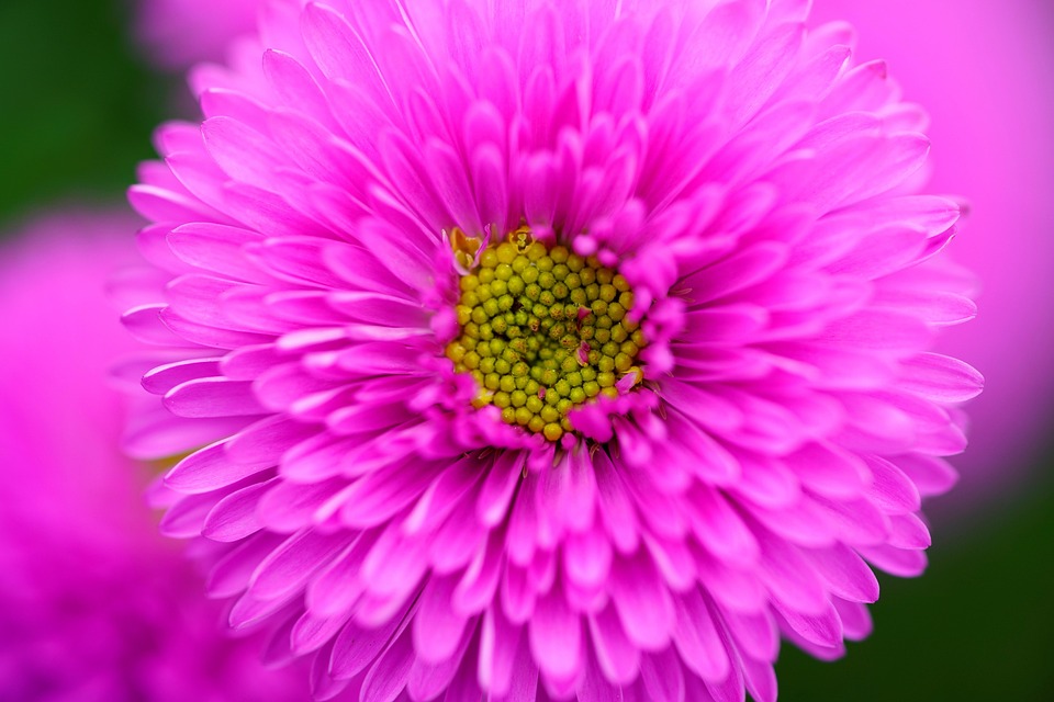 Chrysanthemum Flower Nature - Free photo on Pixabay