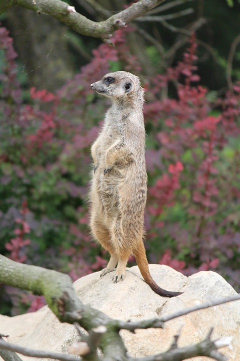 Meerkat Standing Zoo - Free photo on Pixabay