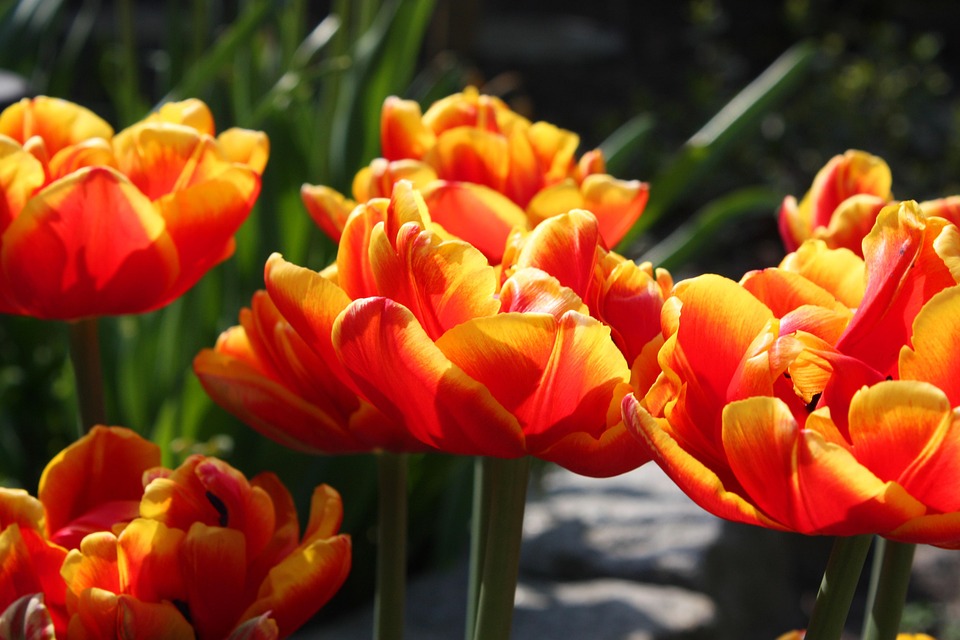 Tulips Red Yellow Spring - Free photo on Pixabay