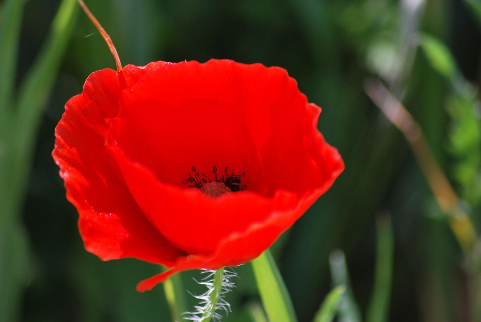 Poppy Merah Bunga Musim - Foto gratis di Pixabay - Pixabay