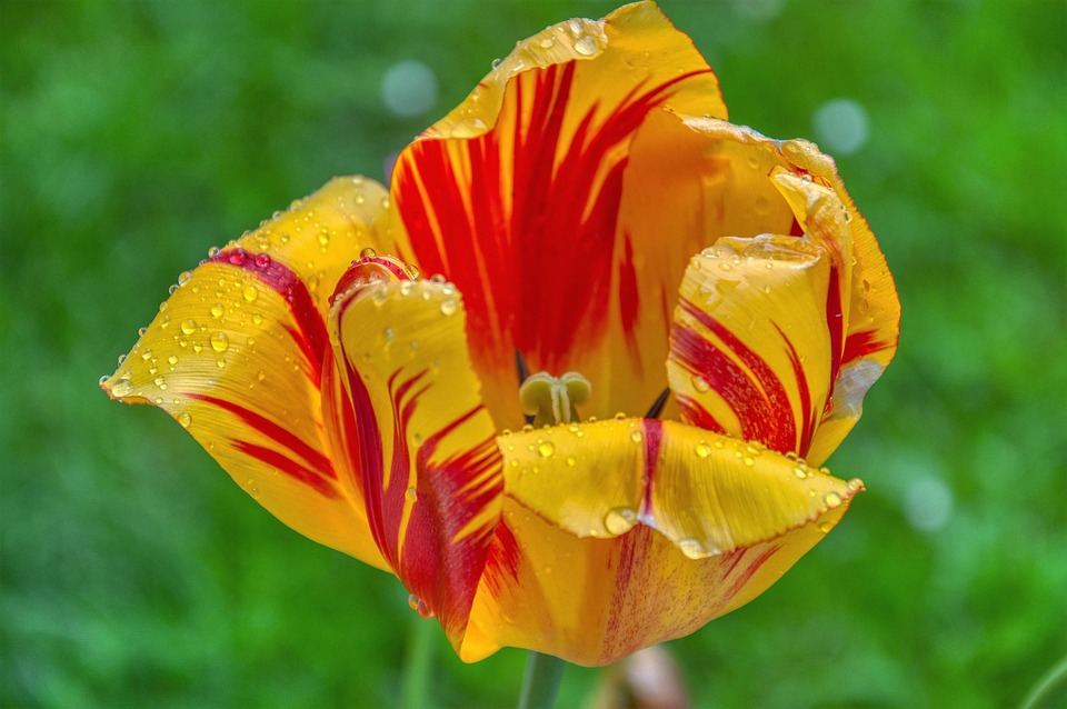 Tulipán Marchitar Dos Tonos - Foto gratis en Pixabay - Pixabay