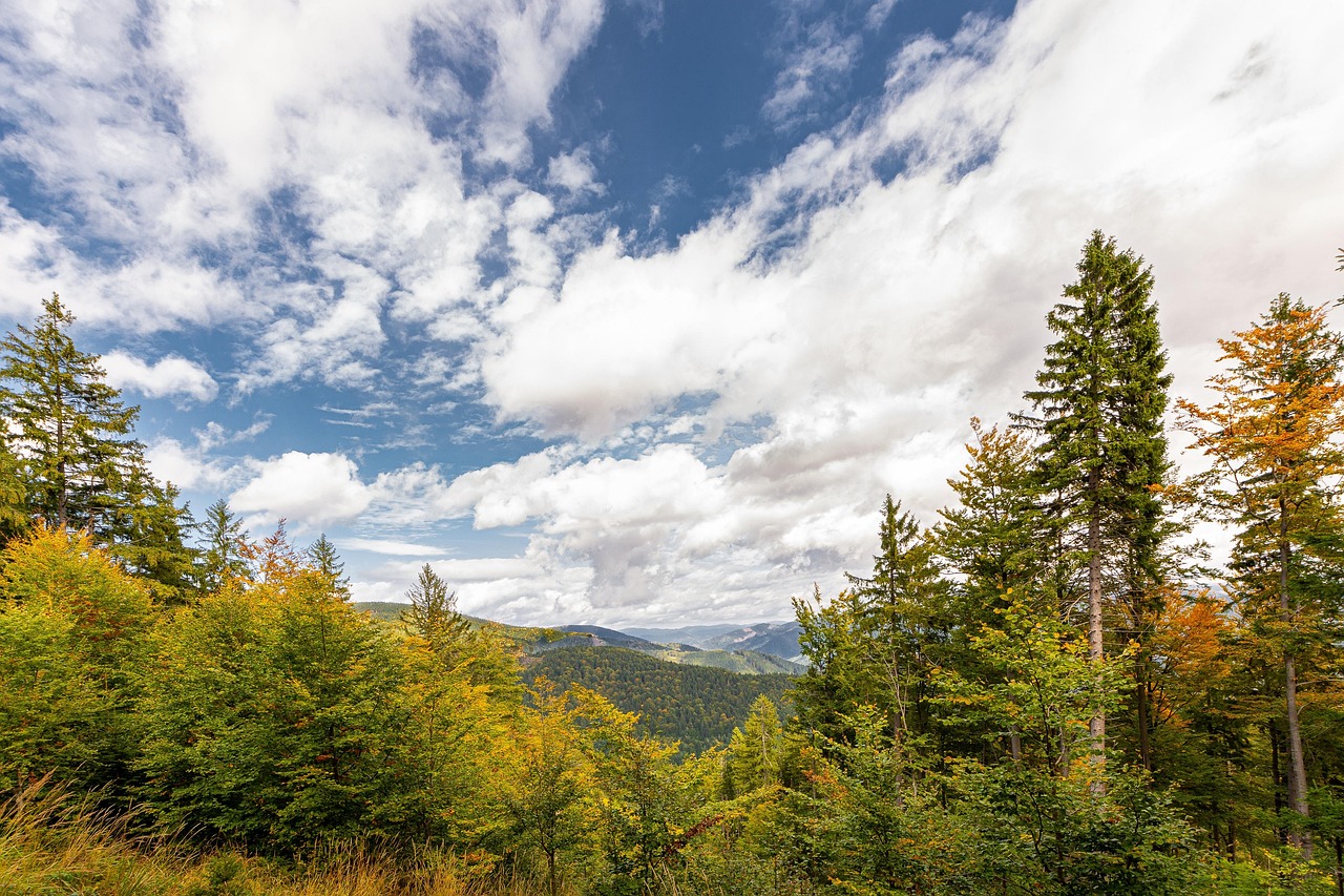 La Nature Forêt Des Arbres - Photo gratuite sur Pixabay - Pixabay