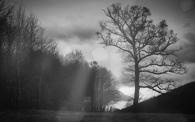 Black White Nature - Free photo on Pixabay - Pixabay