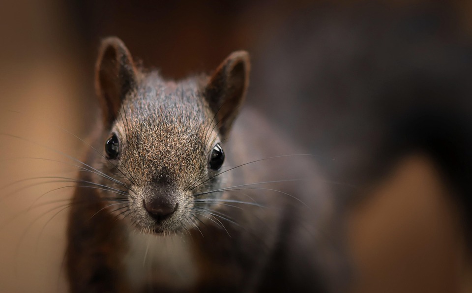 Squirrel Cub Small - Free photo on Pixabay - Pixabay