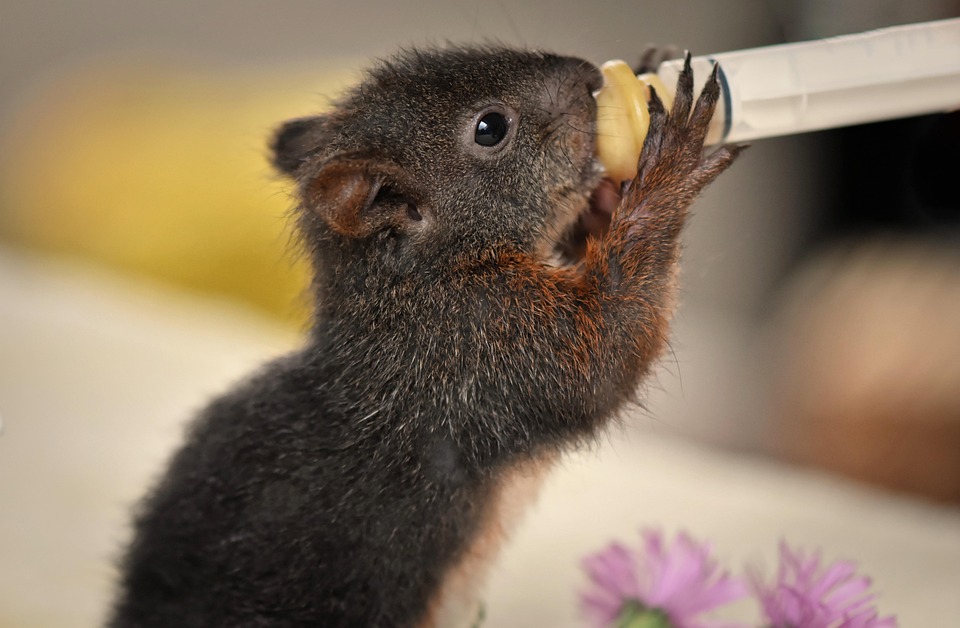 Squirrel Cub Small - Free photo on Pixabay - Pixabay