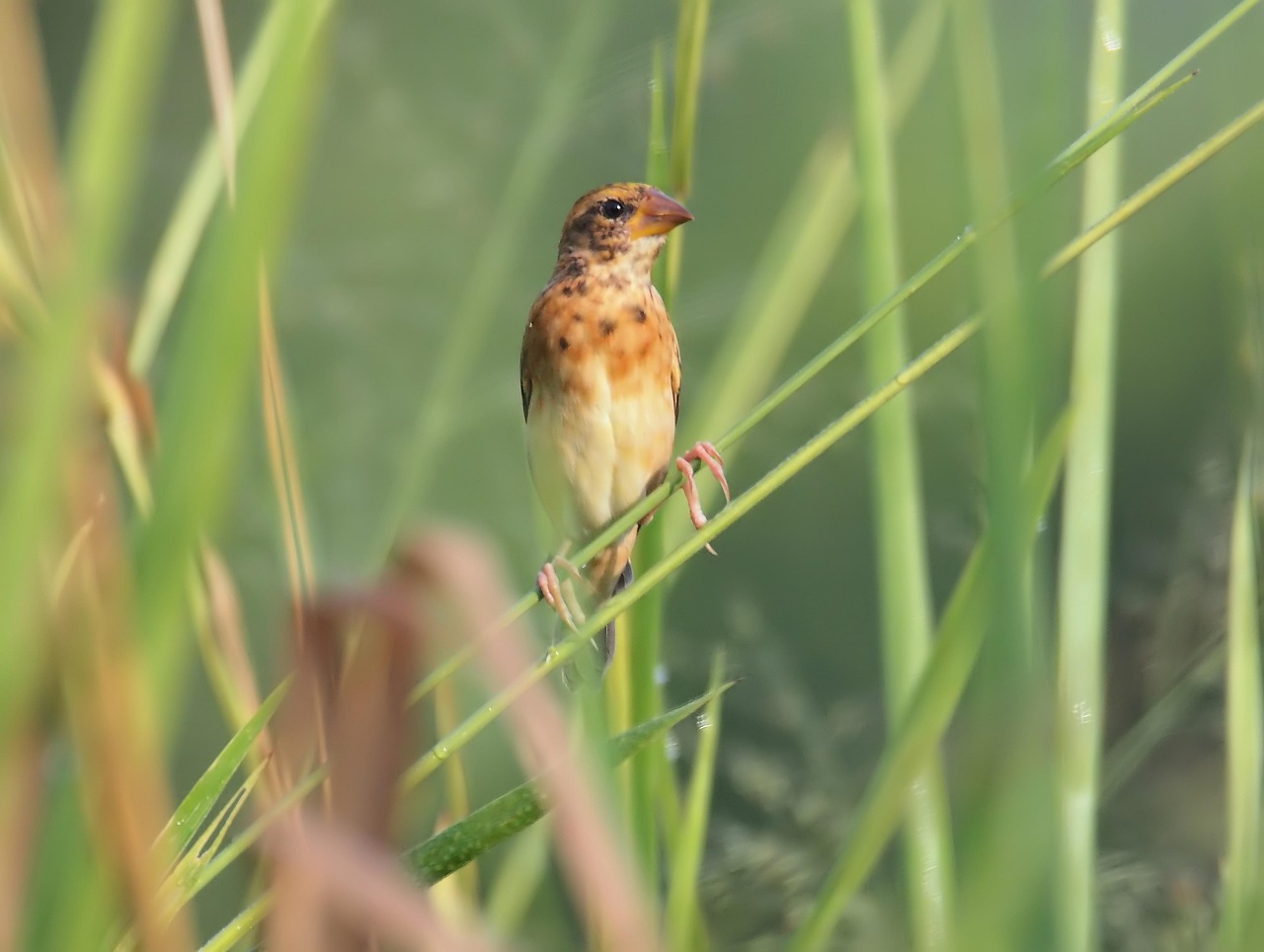 100,000+ Free Weaver Birds & Bird Images - Pixabay