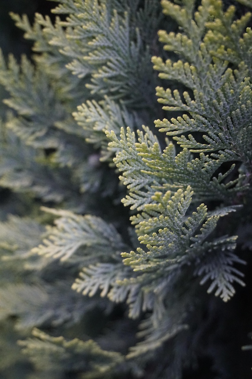 Plante Vert La Nature - Photo gratuite sur Pixabay