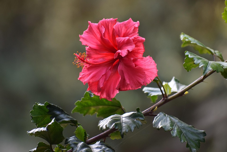 Flower Beautiful Amazing - Free photo on Pixabay
