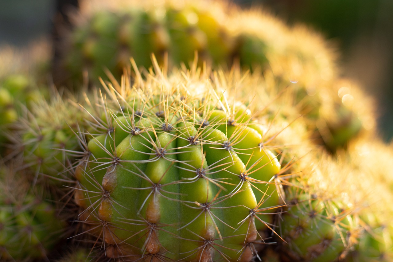 Cactus Espina Planta - Foto gratis en Pixabay