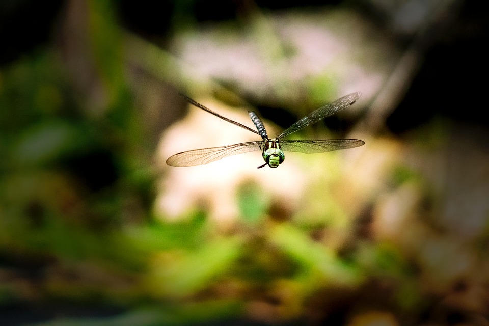 Nature Libellule Ailes - Photo gratuite sur Pixabay - Pixabay