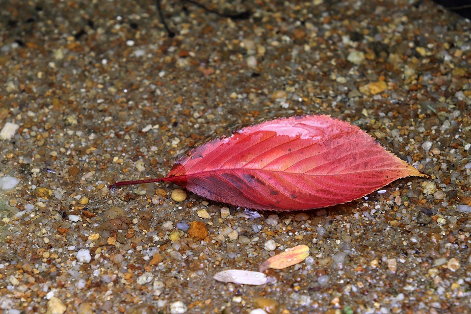 Leaf Leaves Deciduous - Free photo on Pixabay - Pixabay