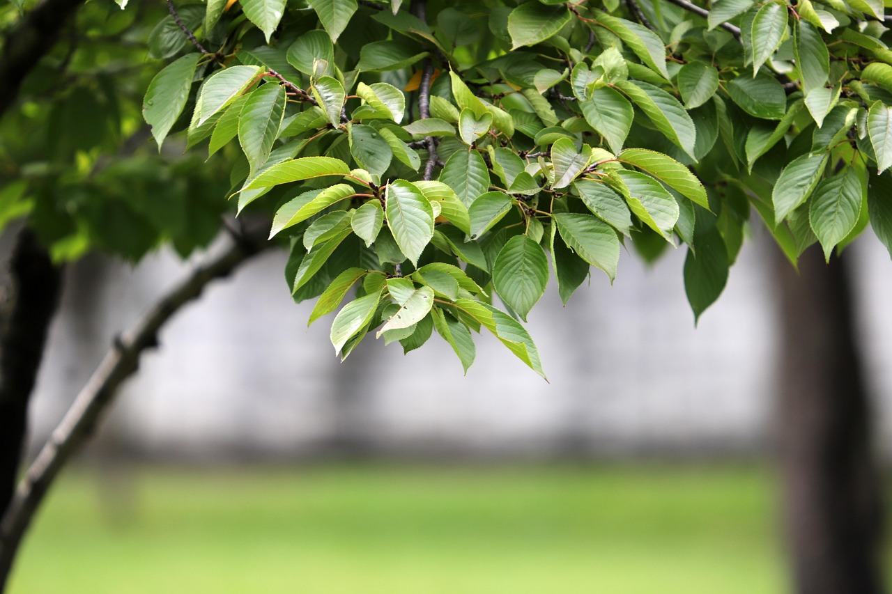 Hoja Verde Naturaleza - Foto gratis en Pixabay - Pixabay