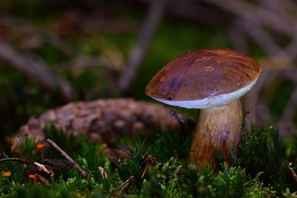 La Nature Forêt Champignon - Photo gratuite sur Pixabay - Pixabay