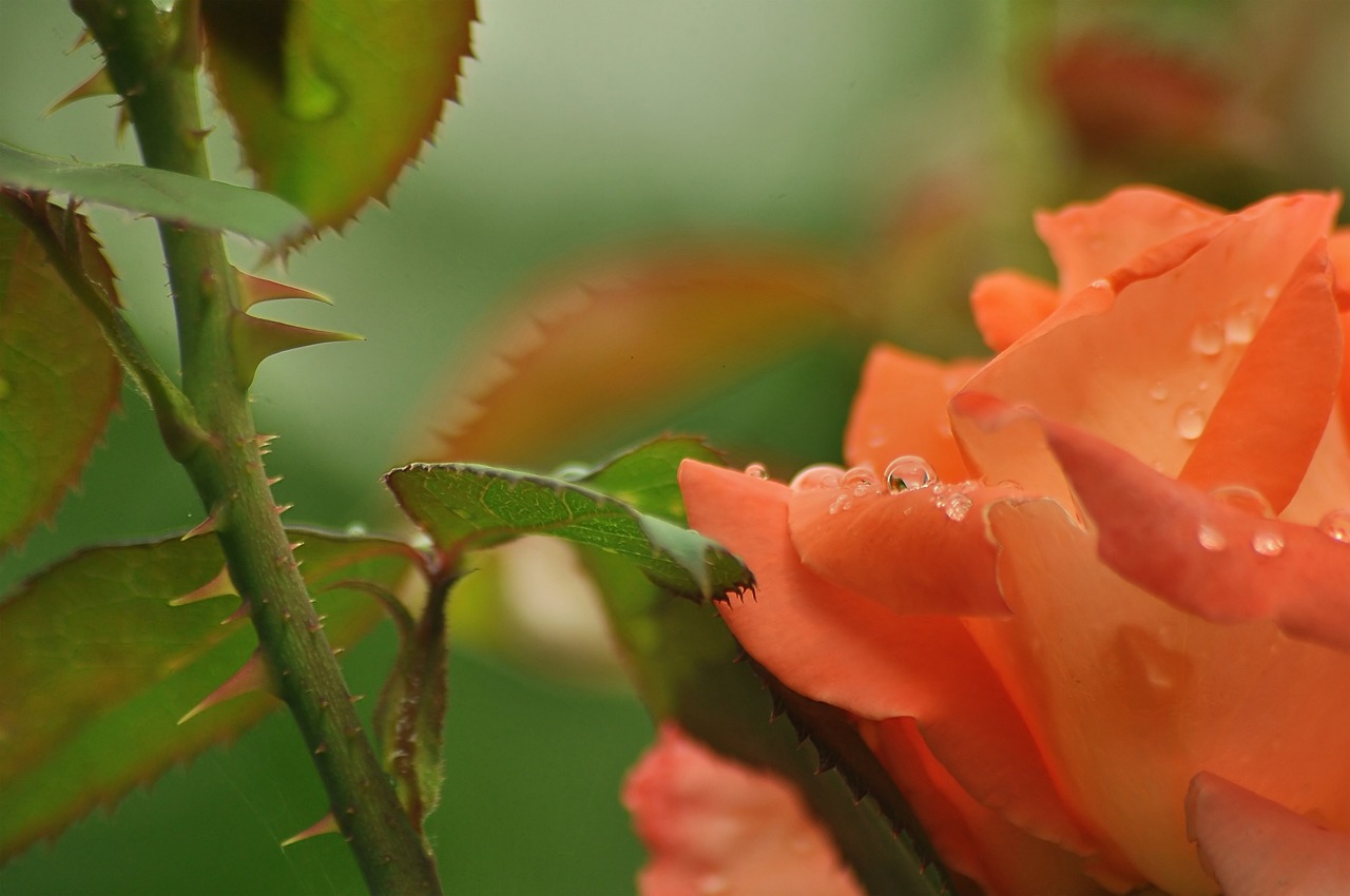 Spikes Thorns Rose A - Free photo on Pixabay - Pixabay