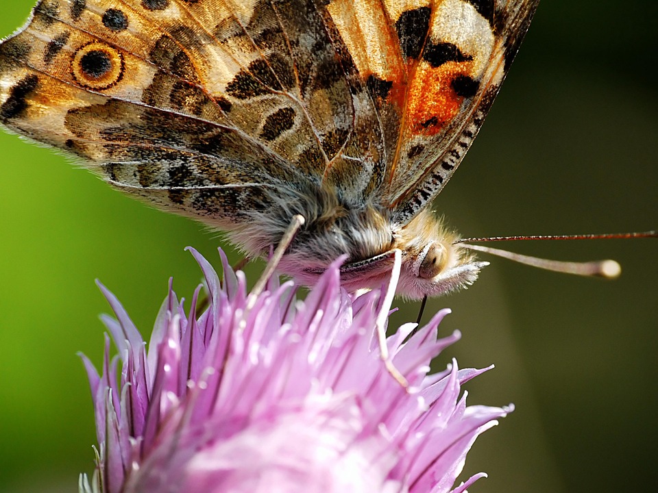 Butterfly Blossom Bloom - Free photo on Pixabay - Pixabay
