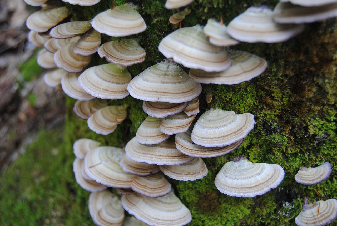Pilz Baum Moos - Kostenloses Foto auf Pixabay - Pixabay