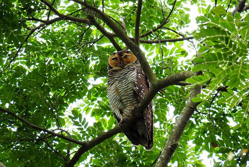 30+ Free Spotted Owl & Owl Images - Pixabay