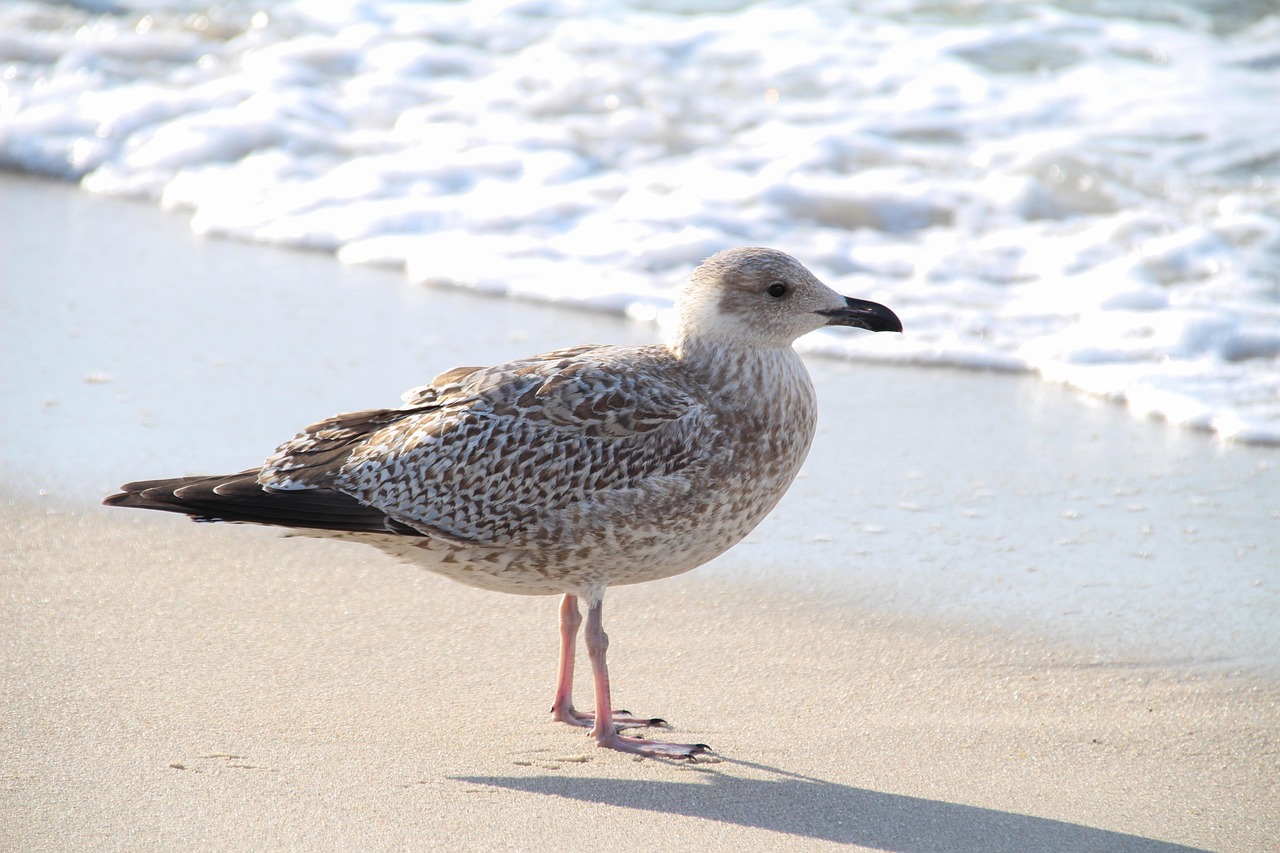 Gull Beach Bird Free Photo On Pixabay Pixabay