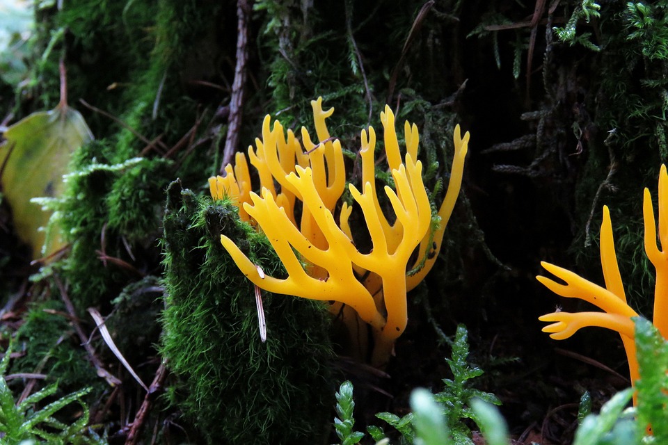 Fungi Forrest Decorative - Free photo on Pixabay
