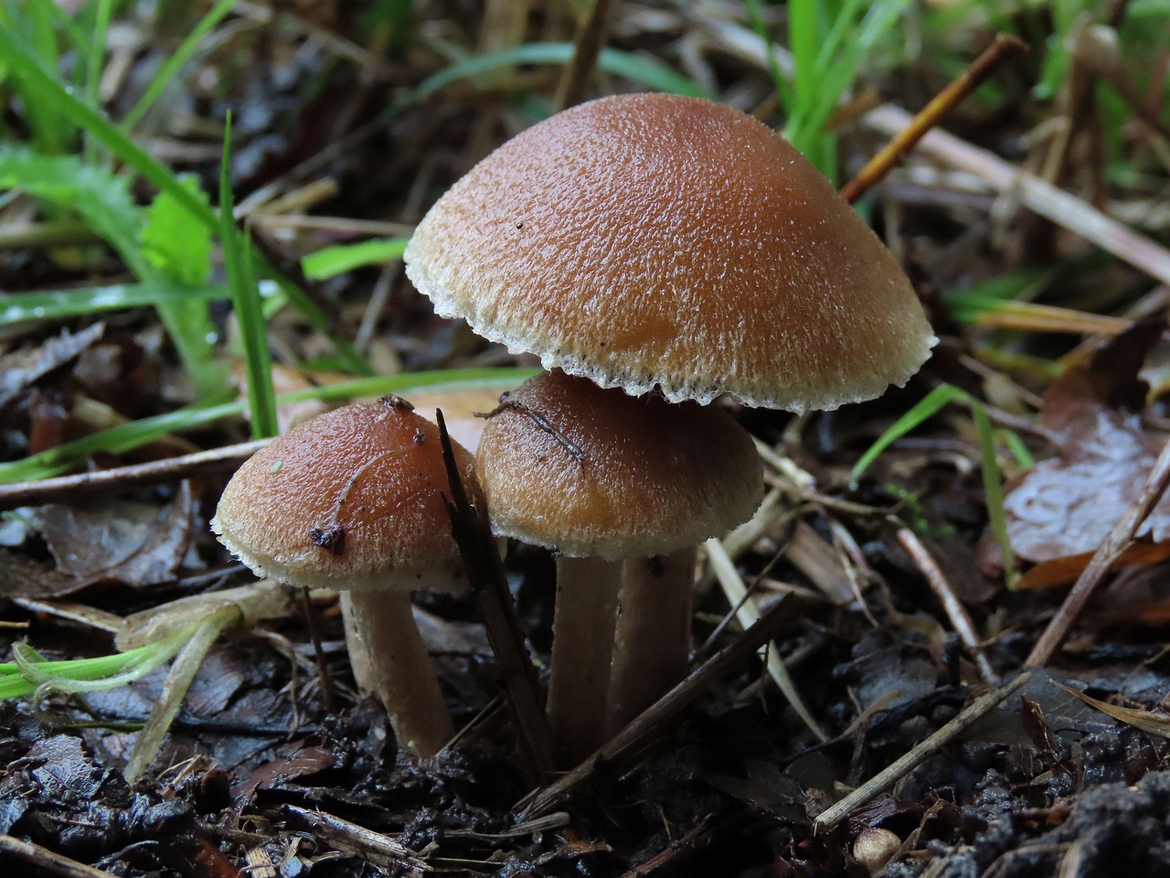 Fungi Forrest Nature - Free photo on Pixabay