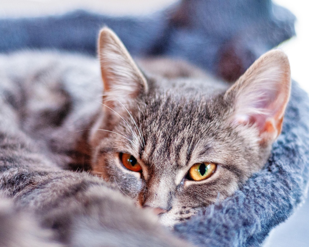 Kucing Binatang Dalam Negeri Imut - Foto gratis di Pixabay - Pixabay