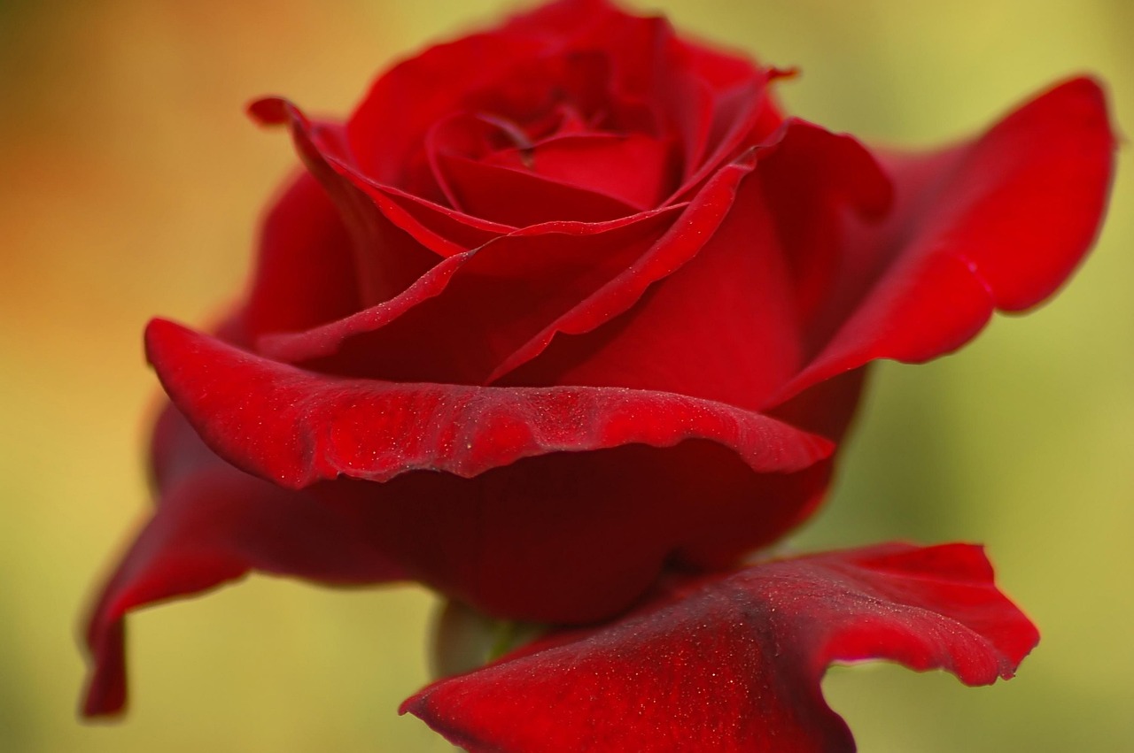 Red Rose Petals Macro - Free photo on Pixabay - Pixabay