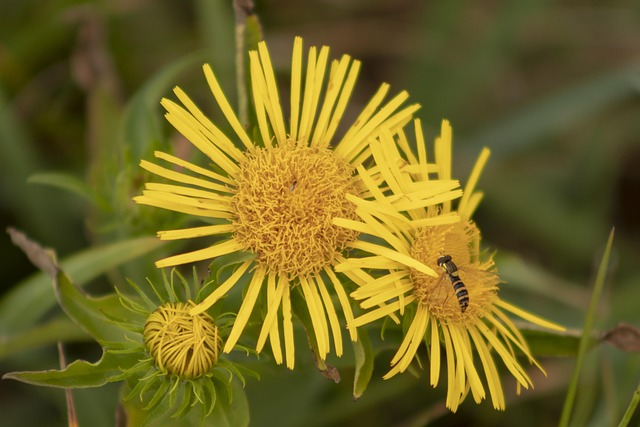 Fleurs Sauvages Fleur De Prairie - Photo gratuite sur Pixabay - Pixabay