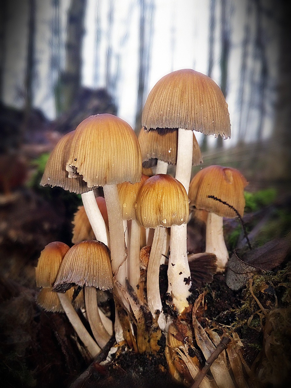 Champignon Forêt Fermer - Photo gratuite sur Pixabay - Pixabay