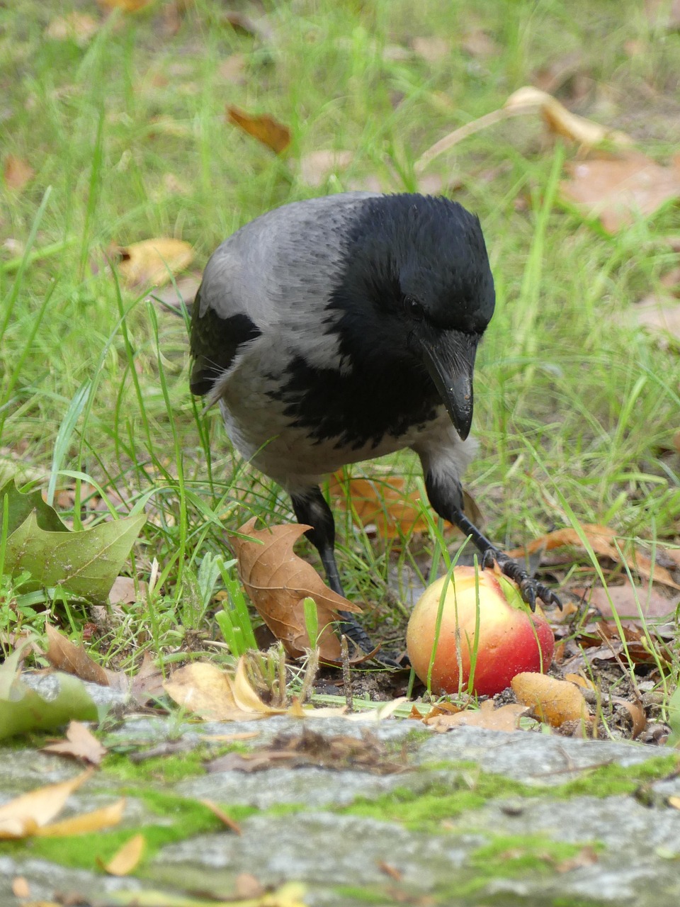 Corbeau À Capuchon Pomme - Photo gratuite sur Pixabay - Pixabay