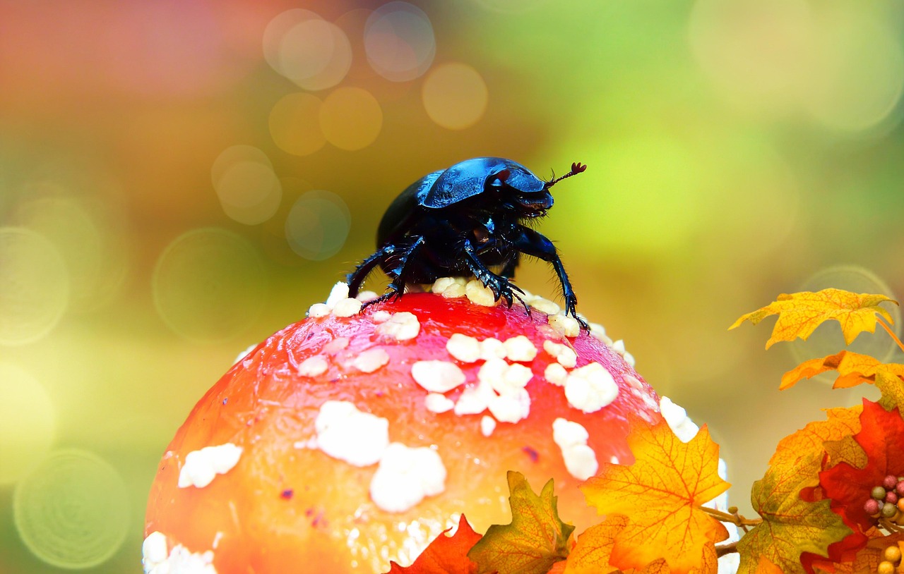 200+ Free Lesní Brouk & Nature Images - Pixabay
