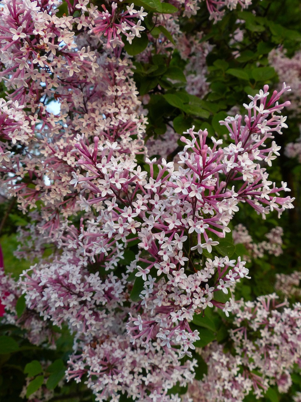 Lilas Fleurs Floraison Le - Photo gratuite sur Pixabay - Pixabay