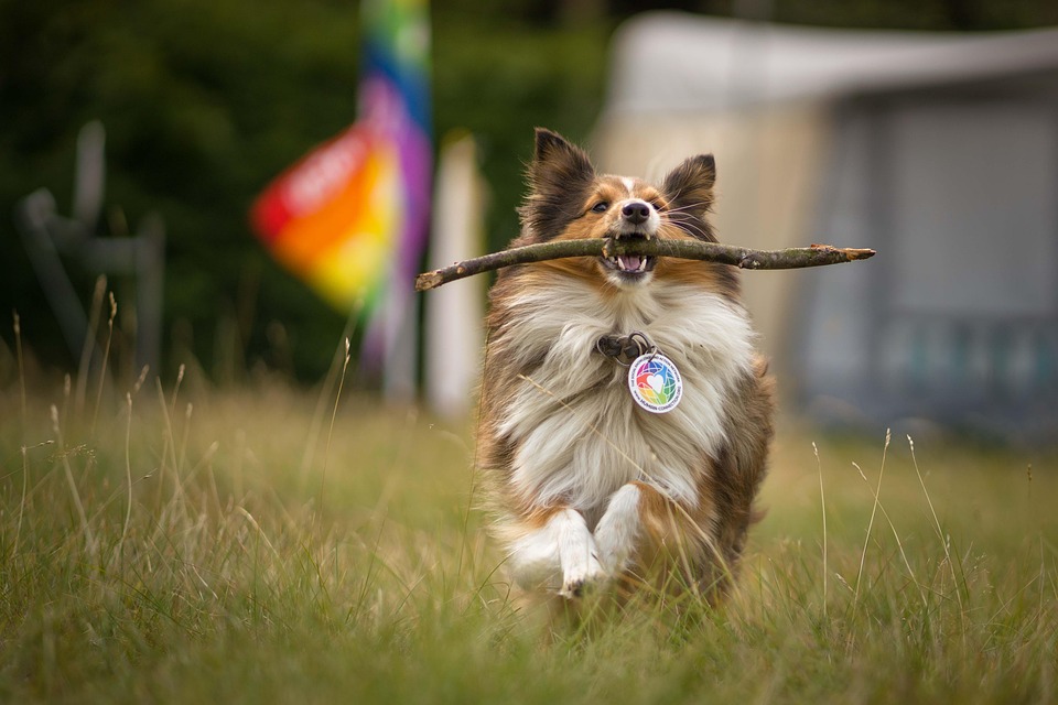 Dog Nature Animal - Free photo on Pixabay - Pixabay