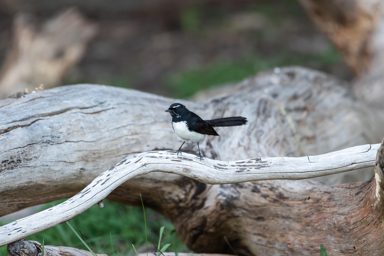 Willie Wagtail Willy Bird - Free photo on Pixabay