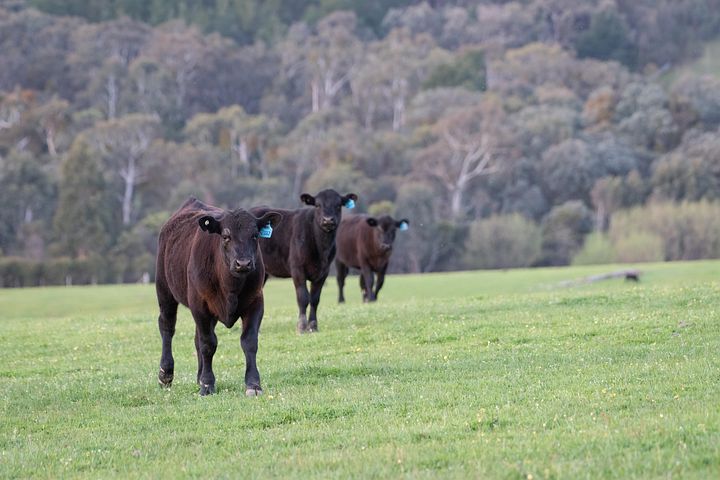 50+ Free Black Angus Cow & Black Angus Images - Pixabay