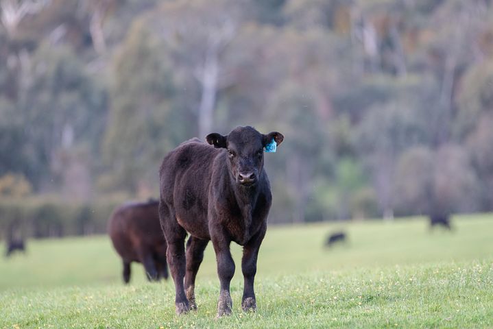 50+ Free Black Angus Cow & Black Angus Images - Pixabay
