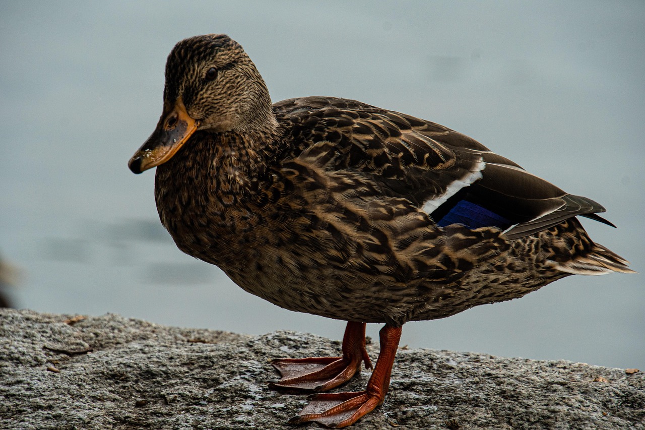 Pájaro Pato Salvaje Atento - Foto gratis en Pixabay - Pixabay