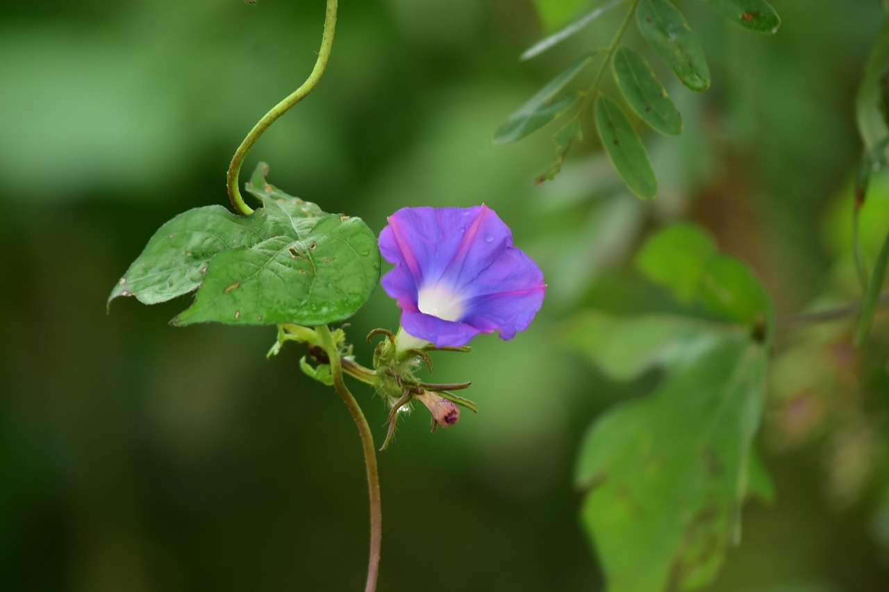 400,000+ Free Morning Glory Flower & Morning Glory Images - Pixabay