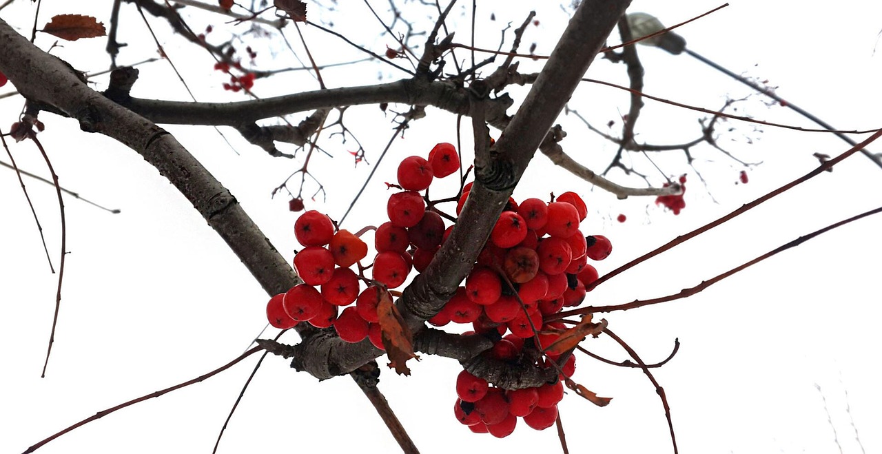 Fructe De Padure Natura Copac - Fotografie gratuită pe Pixabay - Pixabay