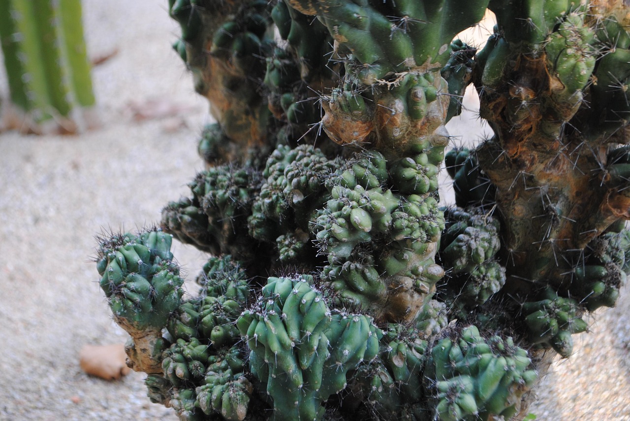 Cactus Succulent Plantes - Photo gratuite sur Pixabay - Pixabay